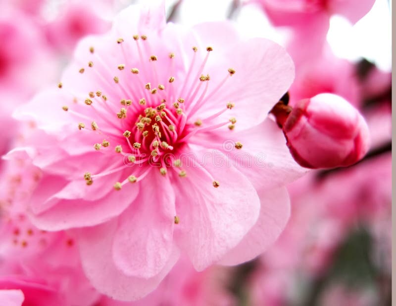 Pink peach blossom stock image. Image of growth, petal - 13239213