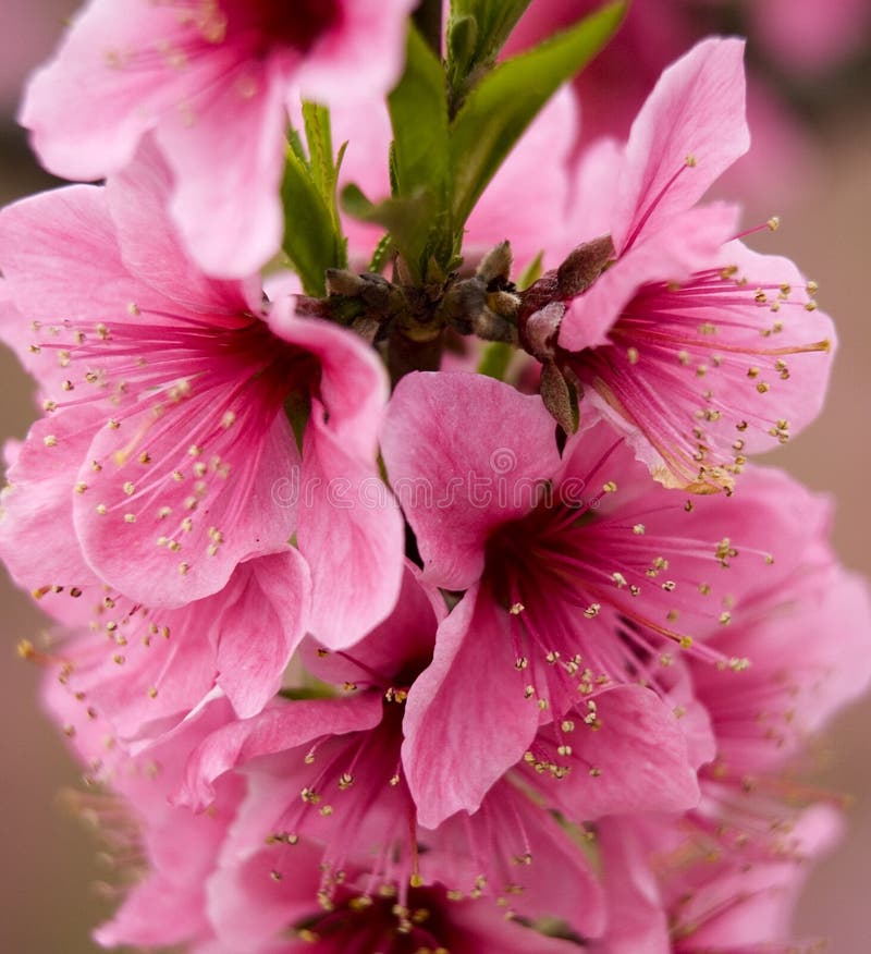 Pink Peach Blossoms Close Up Sichuan China Stock Image - Image of ...