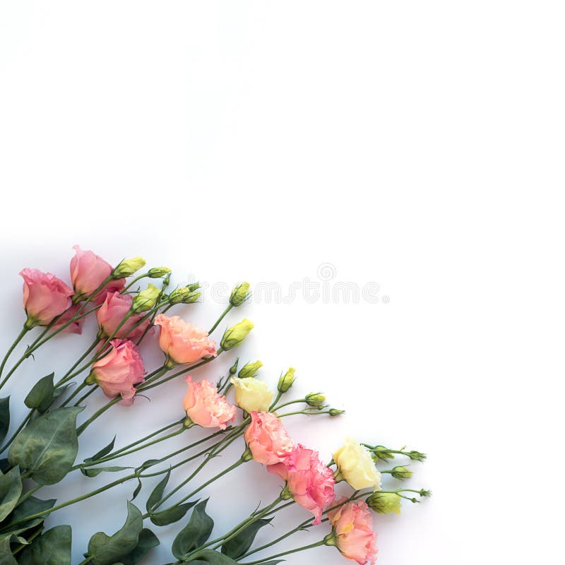 Pink Eustoma on a Gray Background. Bouquet Stock Photo - Image of ...
