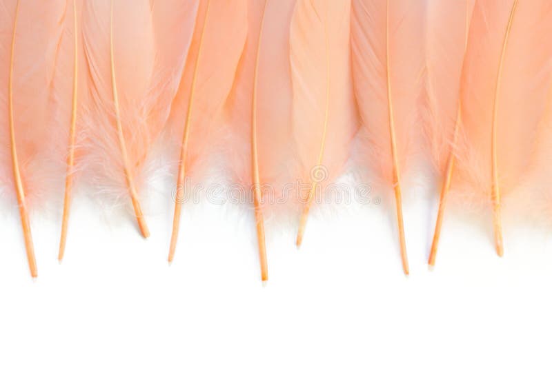 Pink and Peach Feathers. White Background. Stock Photo - Image of ...