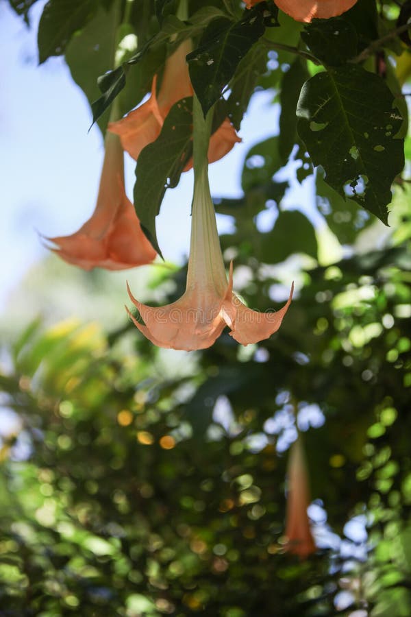 Pink Peach Flower on an Angel Trumpet Tree, Datura Stock Image - Image ...
