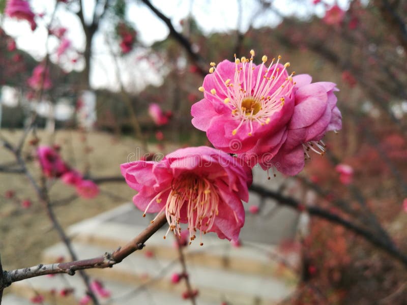 Pink Peach Flower Blooming in Cold Winter without Any Leaf Stock Photo ...