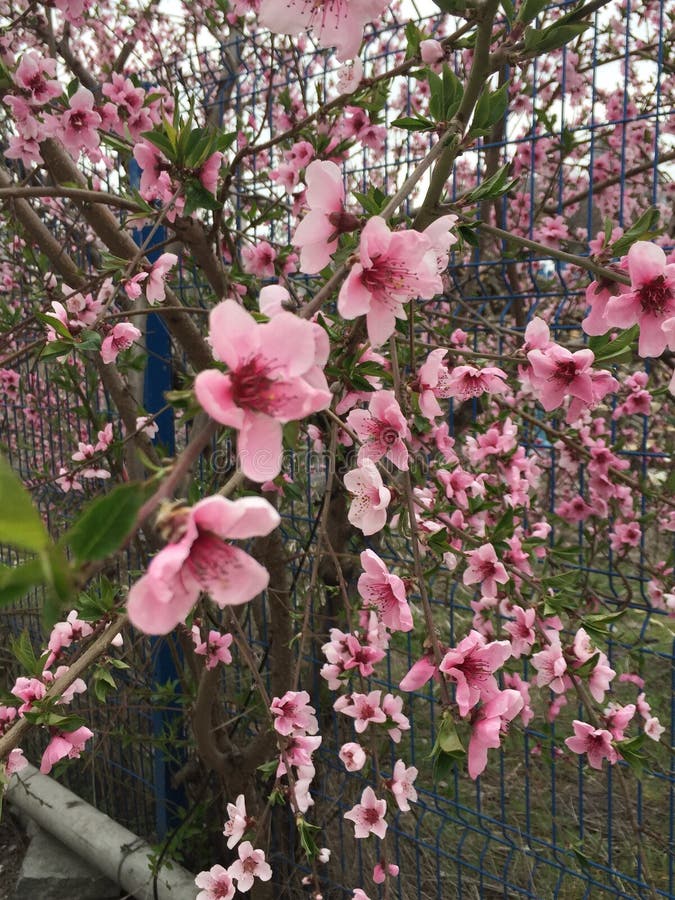 Pink peach flower stock image. Image of april, growth - 90476789