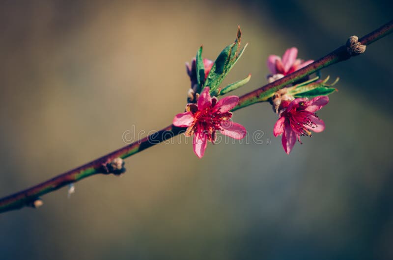 Pink Peach Flower in Spring Garden Stock Photo - Image of pink, color ...