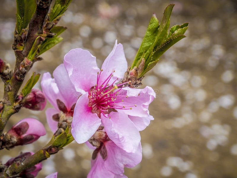 Pink Peach Flower stock photo. Image of spring, white - 39421734