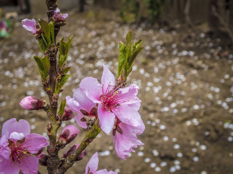 Pink Peach Flower stock photo. Image of green, bokeh - 39421948