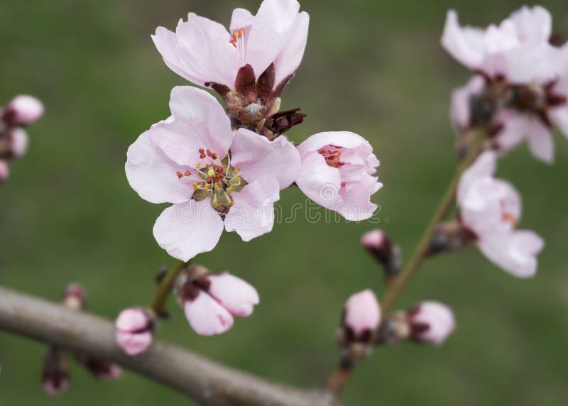 Pink Peach Flowers in Spring 9 Stock Image - Image of freshness ...