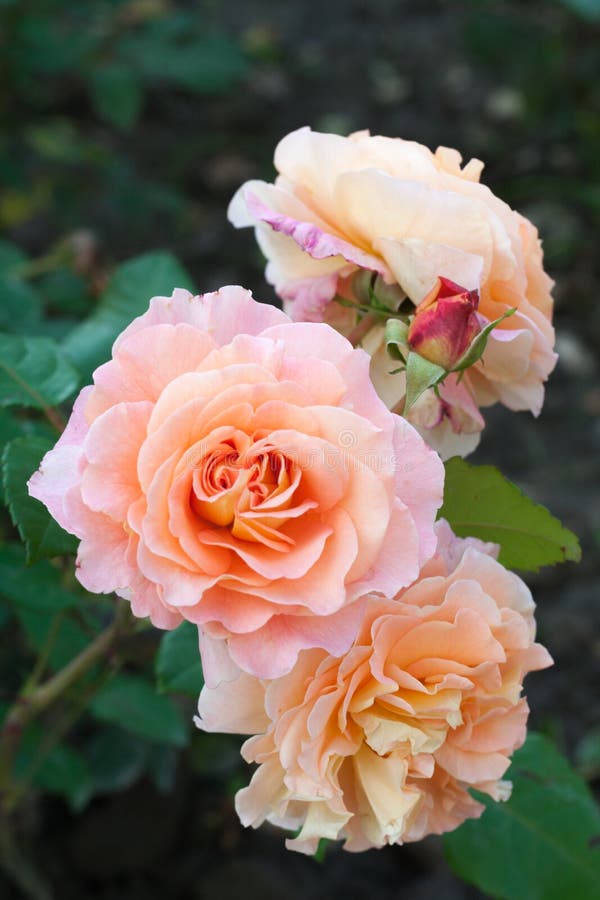 Pink and peach rose stock image. Image of fresh, botany - 76404949