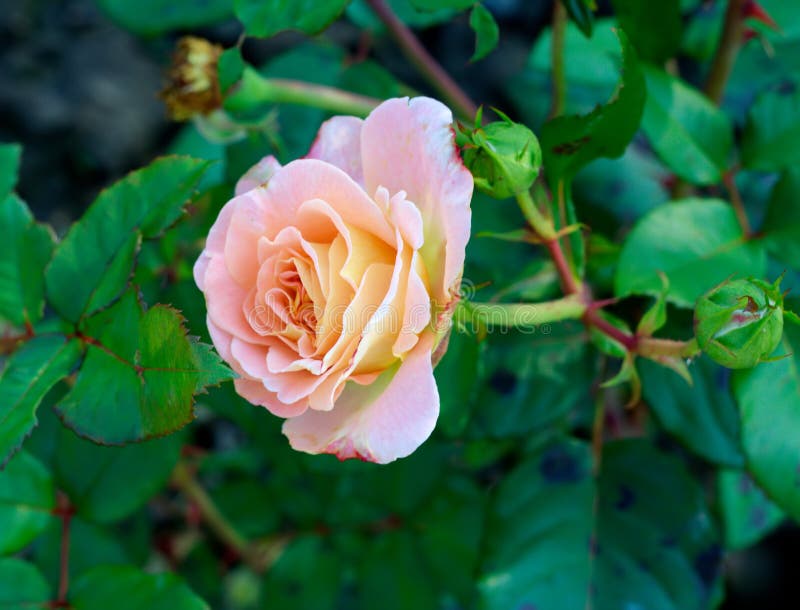 Pink and peach rose stock image. Image of passion, botany - 76404955