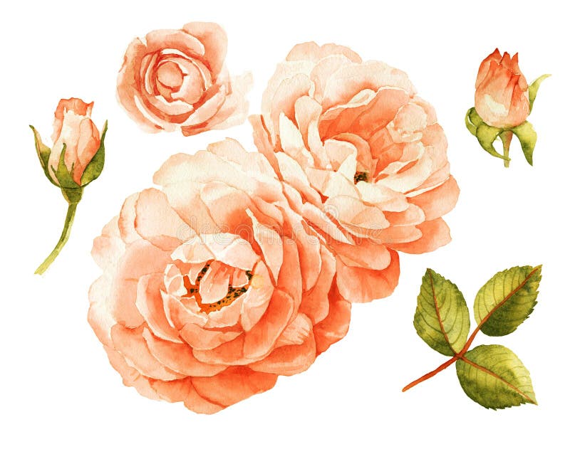 Pink-peach Roses Watercolor Elements Stock Illustration - Illustration ...
