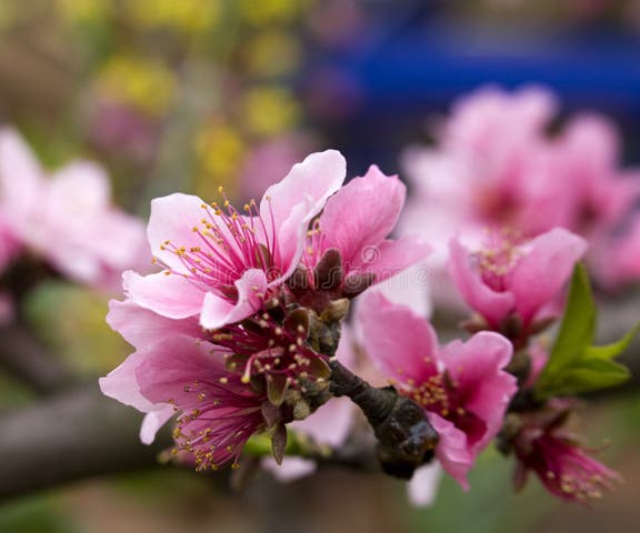 Pink Peach Tree Blossoms stock photo. Image of beautiful - 5264256