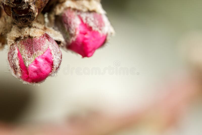 Pink Peach Tree Flower Buds in Spring with Copyspace Stock Photo ...
