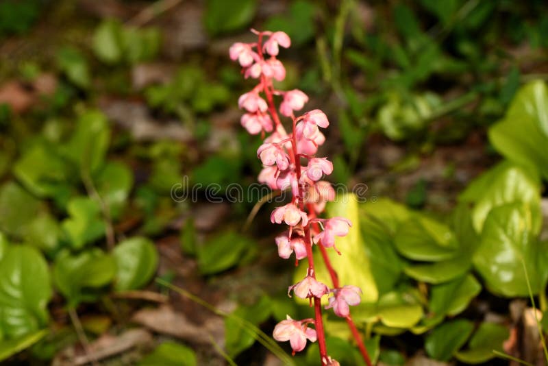 Pink Pear Tree Blooms in the Forest Stock Image - Image of dandelion ...