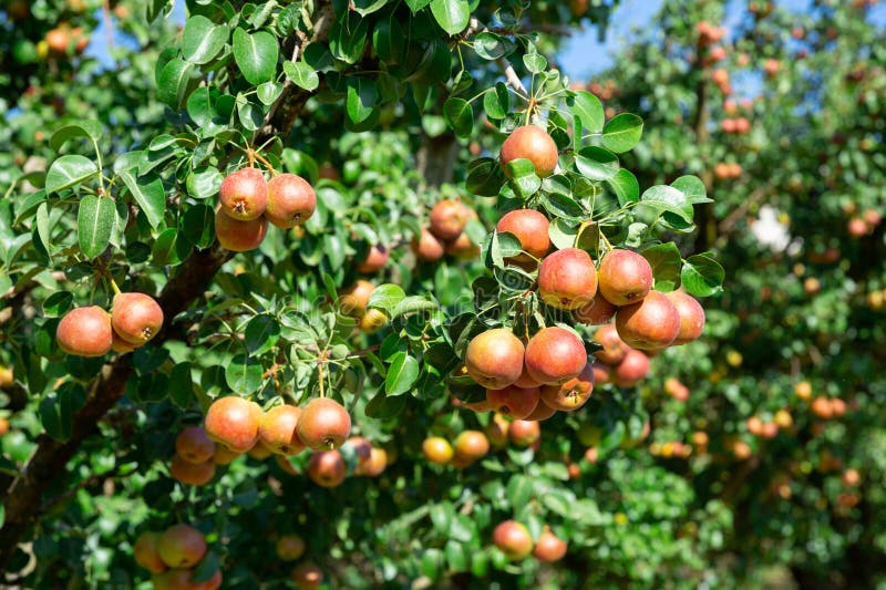 Pink pears on trees stock photo. Image of sunny, appetizing - 346548074