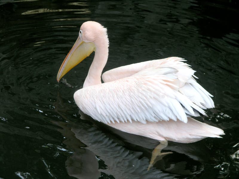 Pink pelican stock photo. Image of wildlife, life, single - 11674640