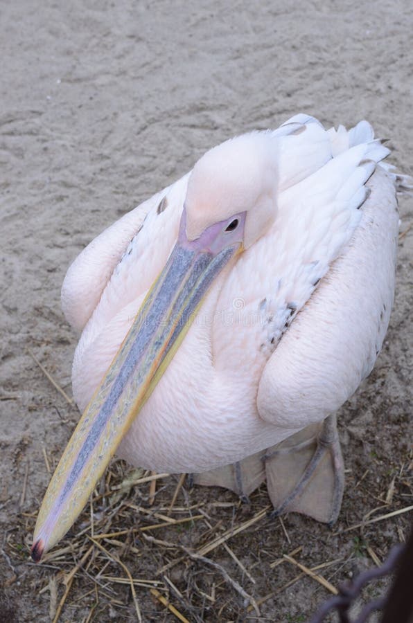 Pink Pelican stock photo. Image of nature, water, wildlife - 89834424