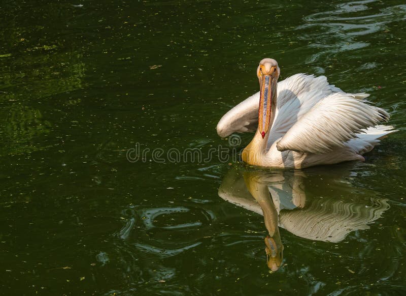 A Pink Pelican Looking into Camera Stock Image - Image of swimming ...
