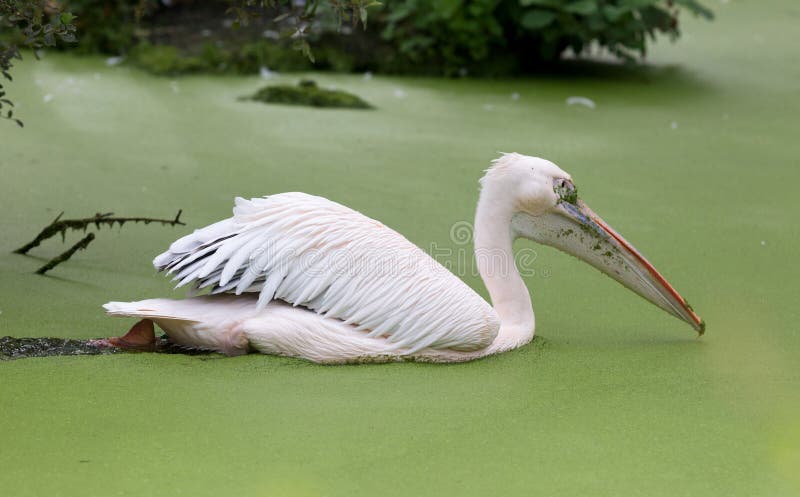 Pink Pelican - Pool Filled with Duckweed Stock Image - Image of lake ...