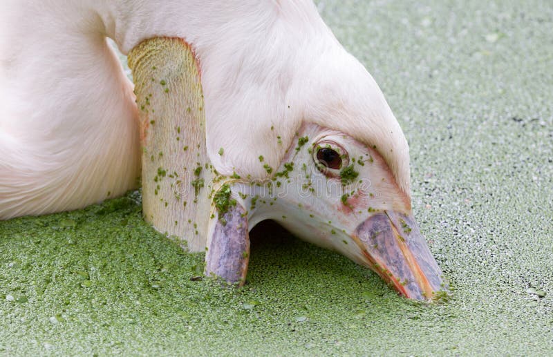 Pink Pelican - Pool Filled with Duckweed Stock Photo - Image of green ...