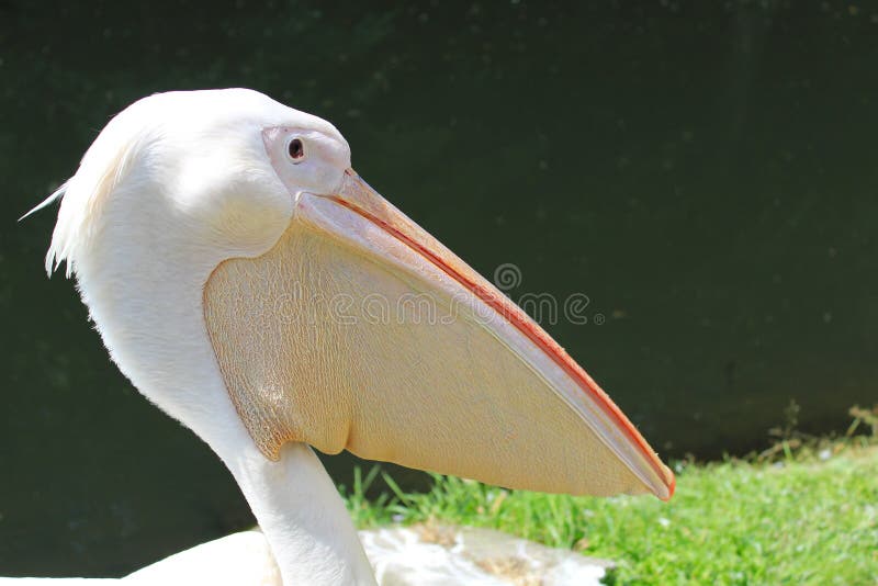 Reproduction of rabbit stock image. Image of stockbreeding - 24210069