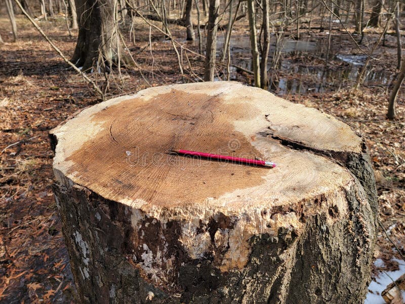 Pink Pencil on Tree Stump in Forest or Woods Stock Photo - Image of ...