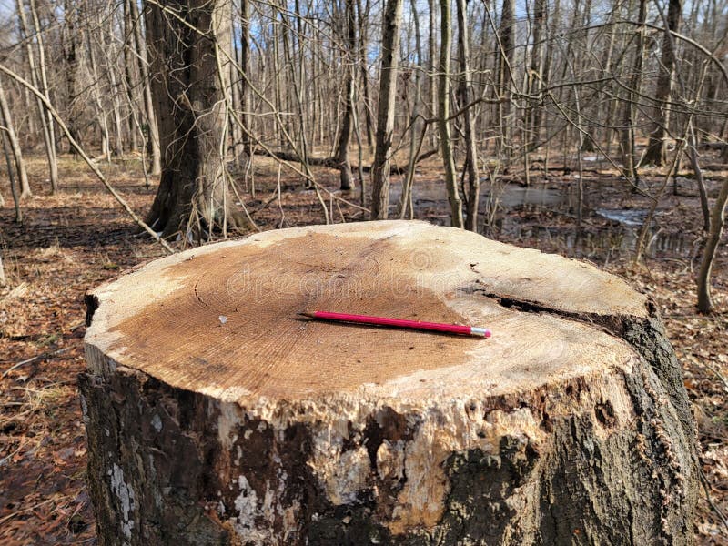 Pink Pencil on Tree Stump in Forest or Woods Stock Photo - Image of ...