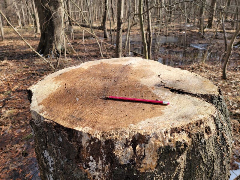 Pink Pencil on Tree Stump in Forest or Woods Stock Image - Image of ...