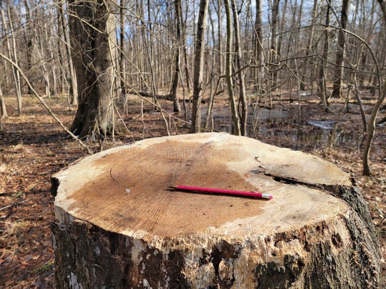 Pink Pencil on Tree Stump in Forest or Woods Stock Image - Image of ...