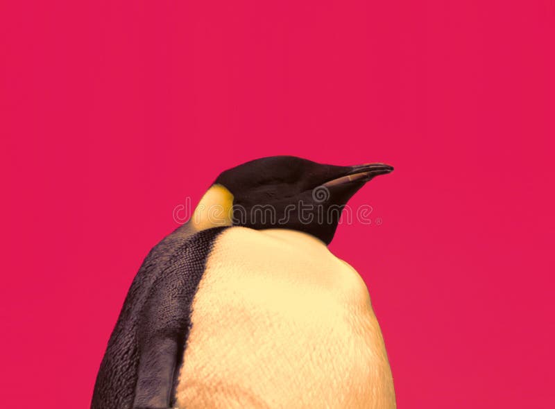 Pink Penguin stock image. Image of pink, bright, penguin - 46616073
