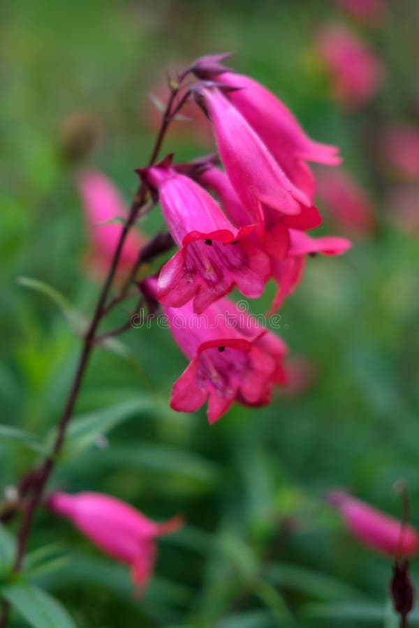 Pink Penstemon Flowering in Autumn in East Grinstead Stock Image ...
