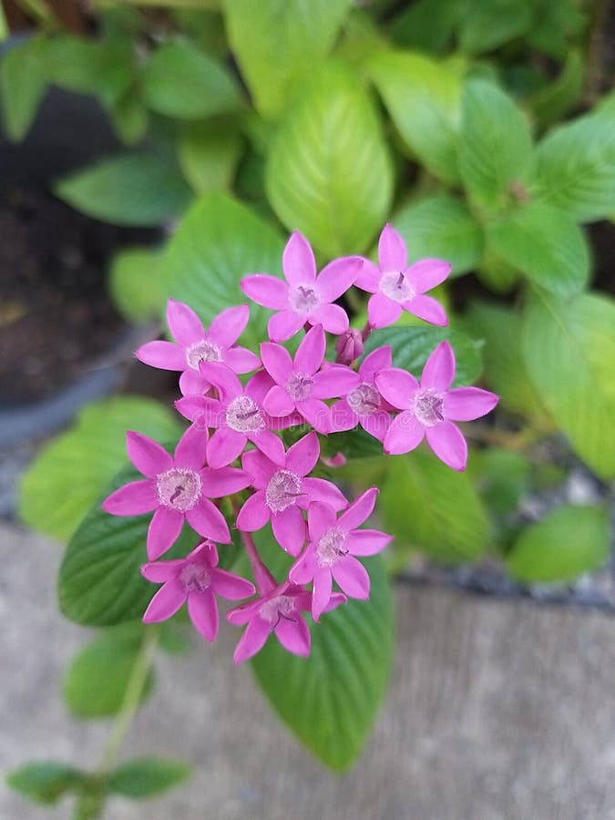 Pink Pentas Lanceolata Flowers Stock Photo - Image of nature, hong ...