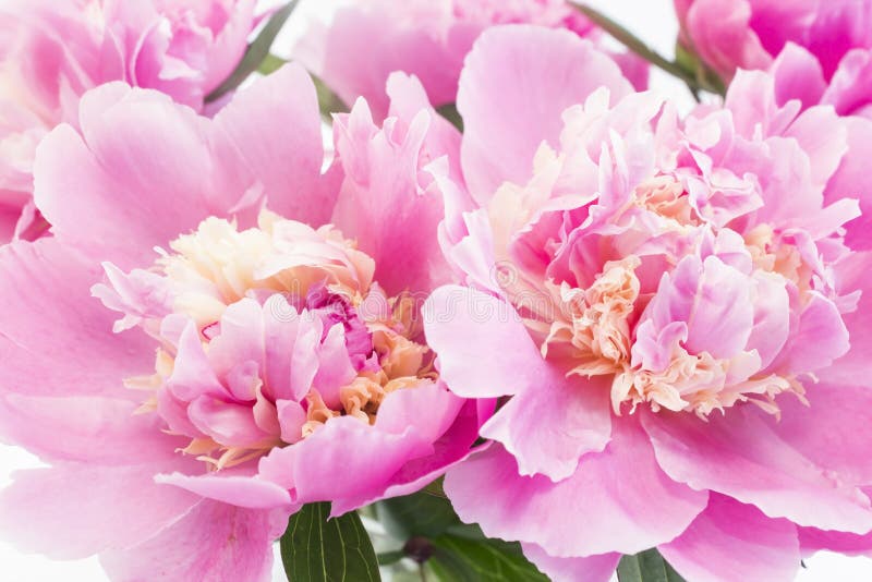 Pink Peonies Close Up stock image. Image of beauty, blooming - 95066551