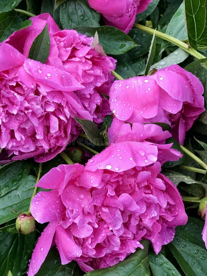 Pink Peonies with Dewdrops on Lush Leaves Stock Image - Image of peony ...