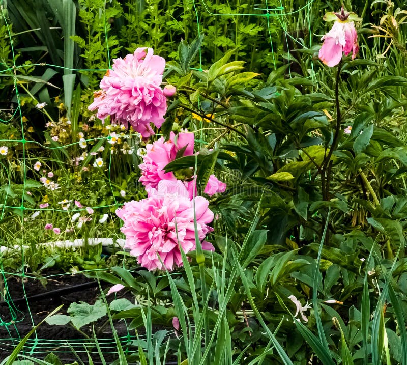 Pink Peonies before the End of Bloom. Background of Green Leaves Stock ...