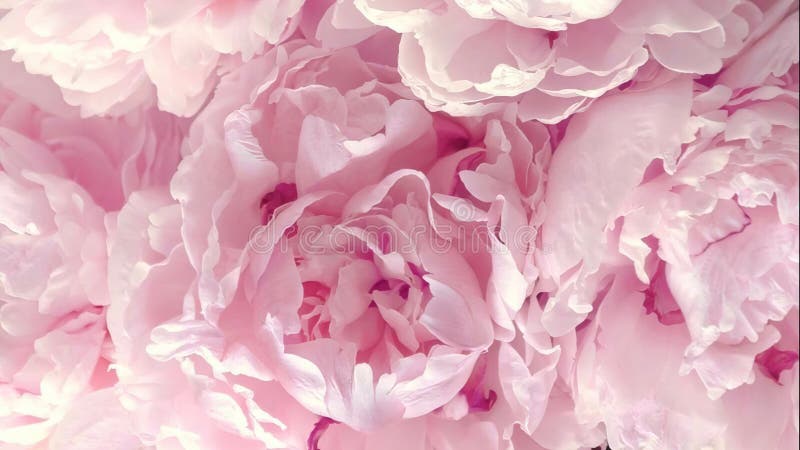 Pink Peonies Flower Background Wall Art Stock Illustration ...