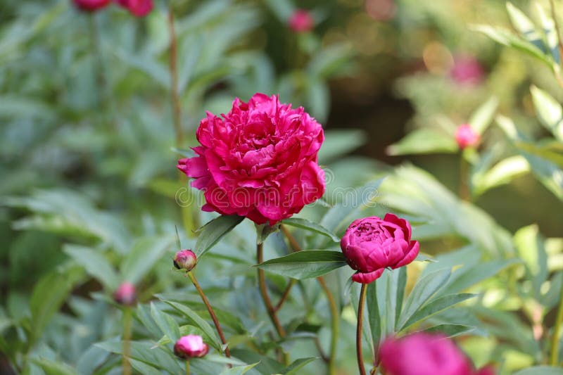 Pink peonies flower. stock photo. Image of lilac, background - 278269080
