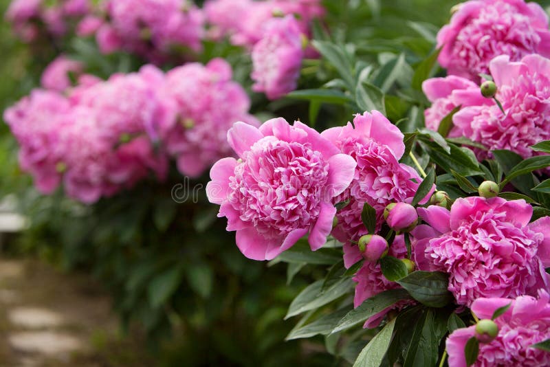 Pink peonies in the garden stock photo. Image of blooming - 166032100