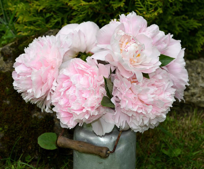 Pink peonies in the garden stock photo. Image of warm - 19978964