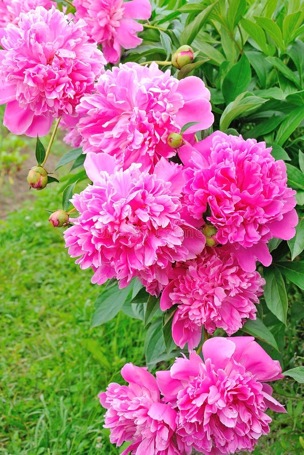 Pink peonies stock image. Image of botanic, freshness - 35171569