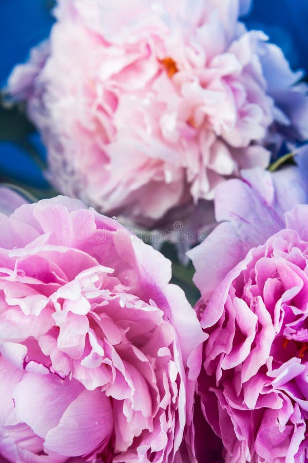 Pink peonies stock photo. Image of season, closeup, soft - 177877738