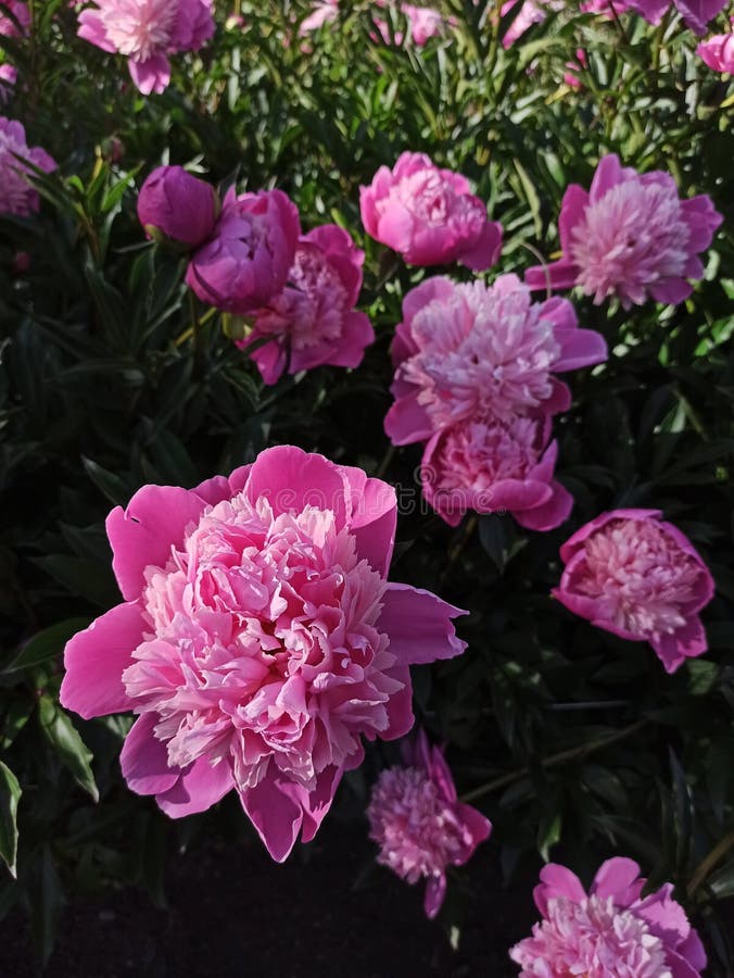 Pink peonies stock photo. Image of peonies, flowers - 254343692