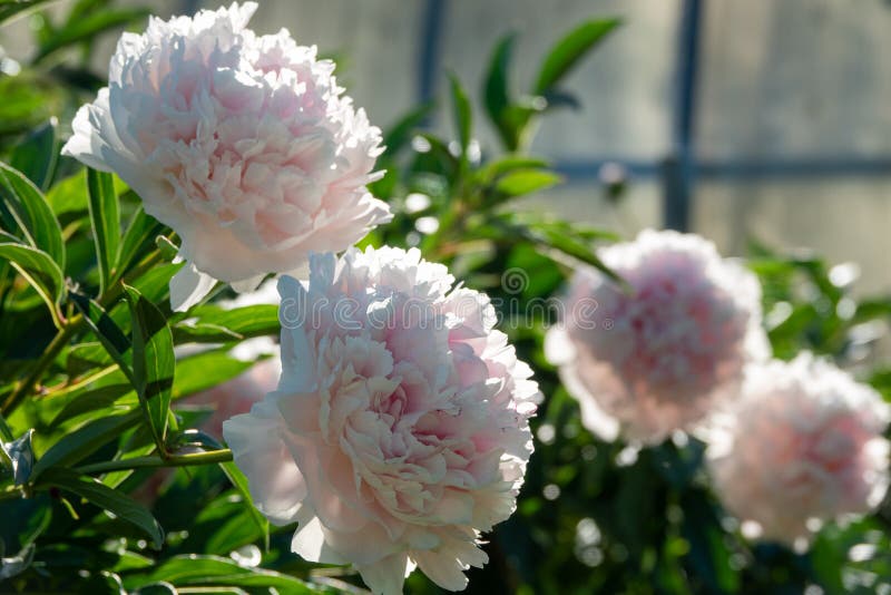 Pink Peonies in Pastel Colors Close-up, Flower Pattern Sara Bernar ...
