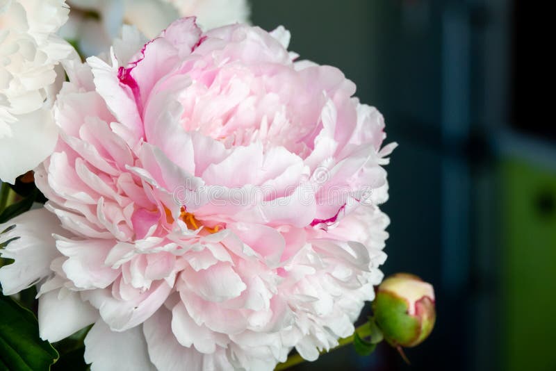 Pink Peonies in Pastel Colors Close-up, Flower Pattern Sara Bernar ...