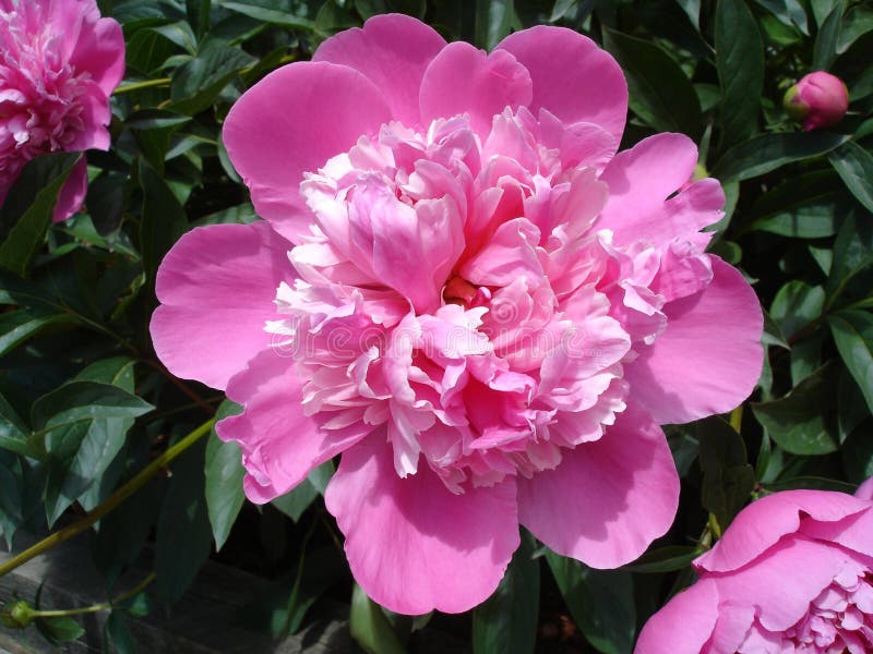 Pink Peonies stock photo. Image of bloom, nature, full - 135052994