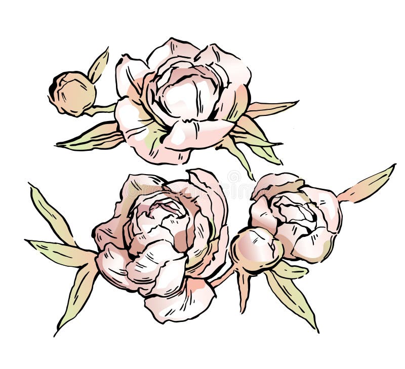 Pink Peonies. Vector Illustration Stock Vector - Illustration of ...