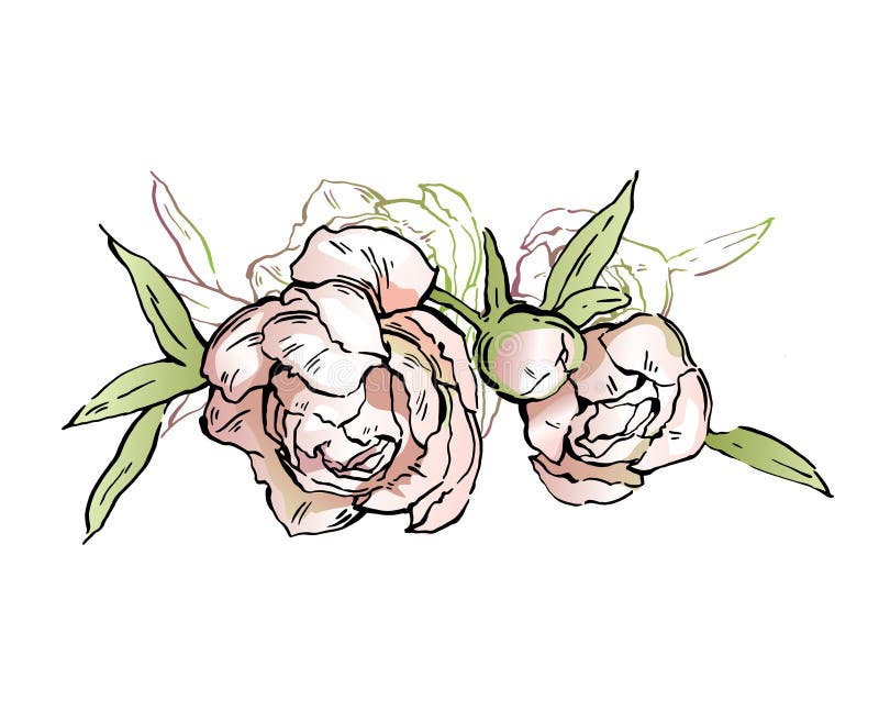 Pink Peonies. Vector Illustration Stock Vector - Illustration of ...