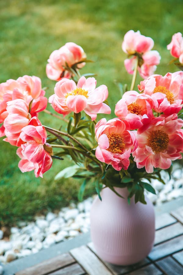Pink Peonies, Vibrant and Full, are Arranged in a Pink Vase Stock Photo ...