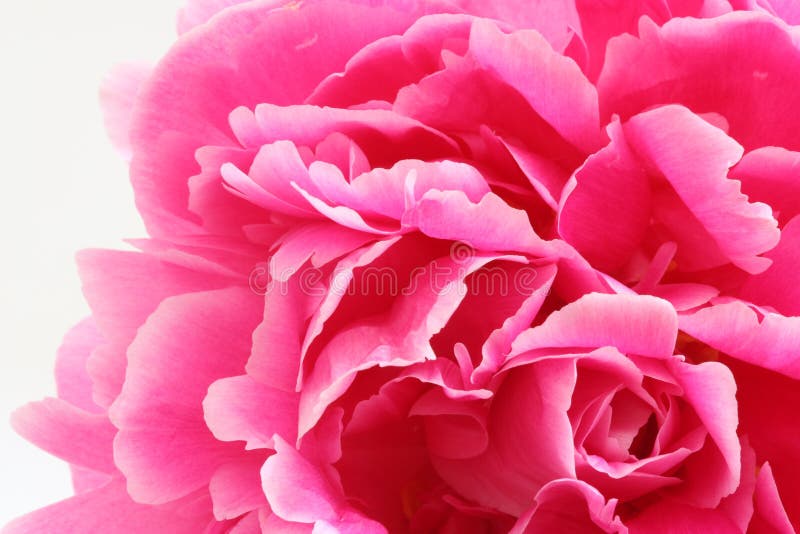 Pink Peony stock photo. Image of flower, oils, seasonal - 14451600