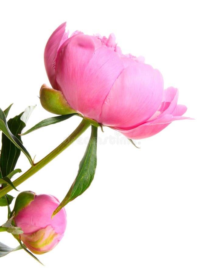 Pink peony stock photo. Image of isolated, beautiful - 25207500