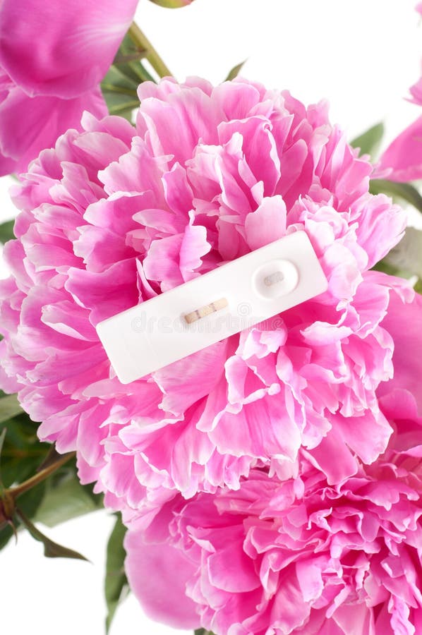 Pink peony stock photo. Image of leaf, macro, natural - 25295418